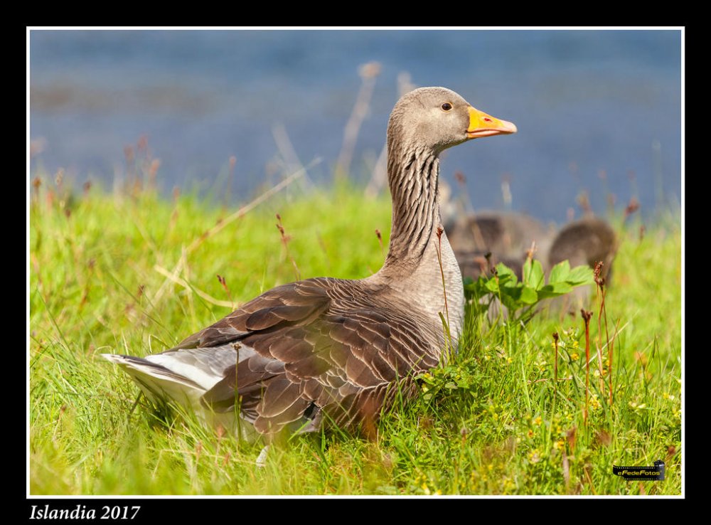 Fotografía Ánsar Común de Fede Rosillo