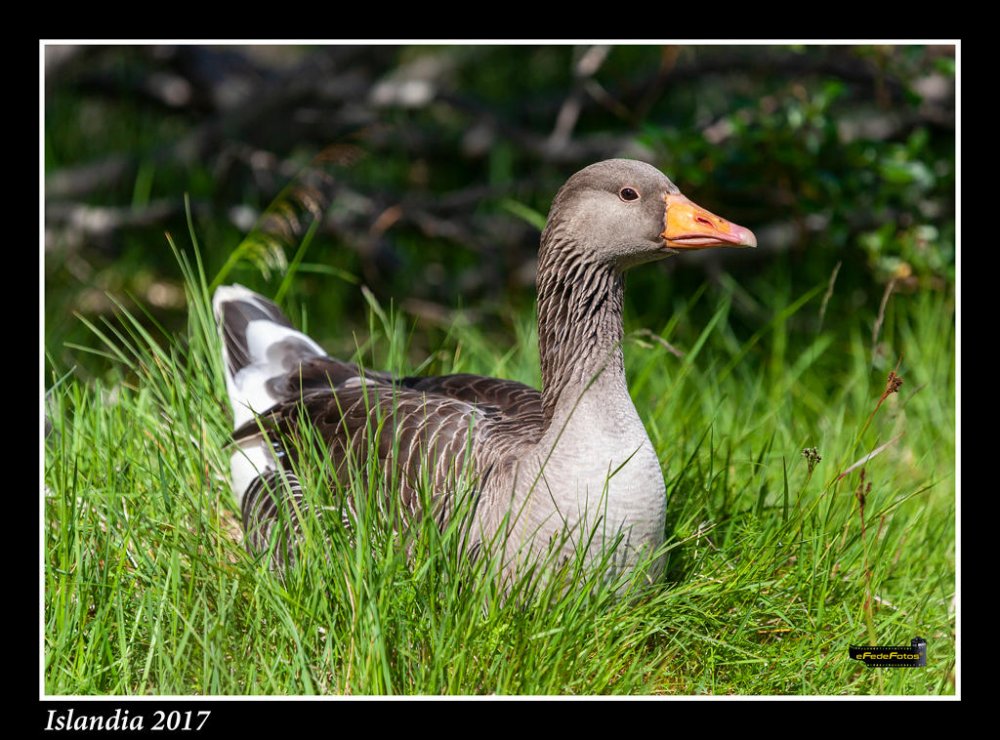Fotografía Ánsar Común de Fede Rosillo