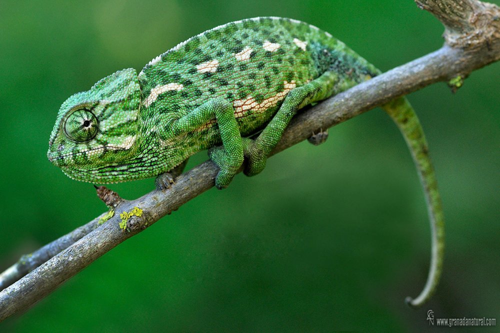 Fotografía Camaleón comun de Lucas Gutierrez Jiménez