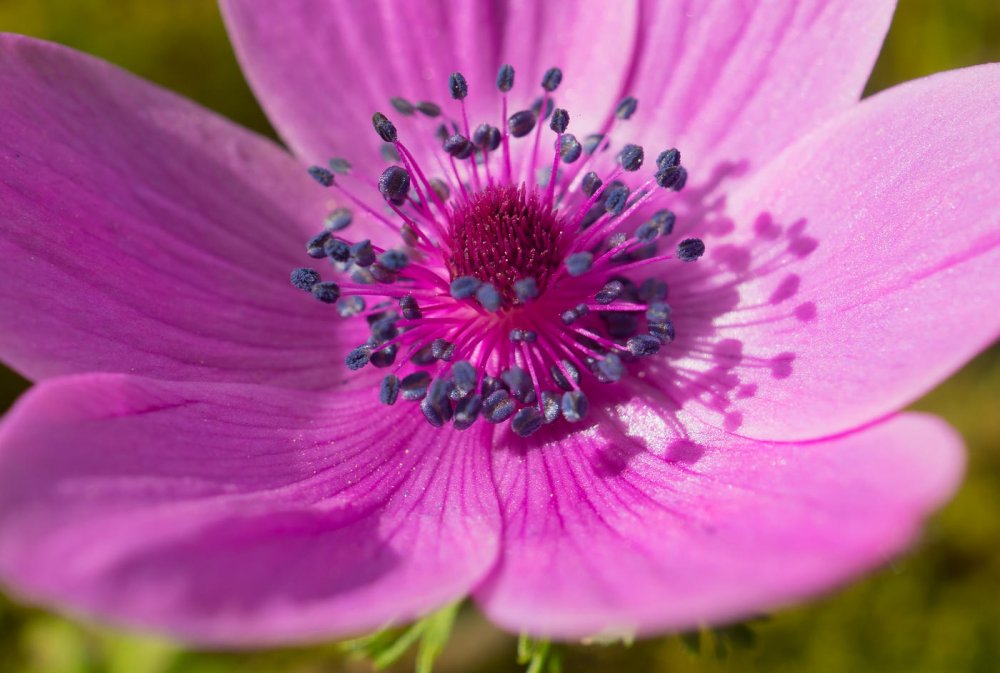 Fotografía Detalle de flor. de Luis Montalbán Pozas