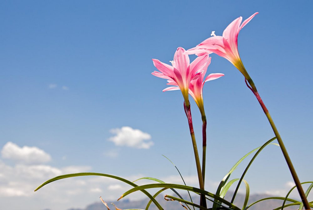Fotografía Flores y nubes de Miguel Angel Vázquez Márquez