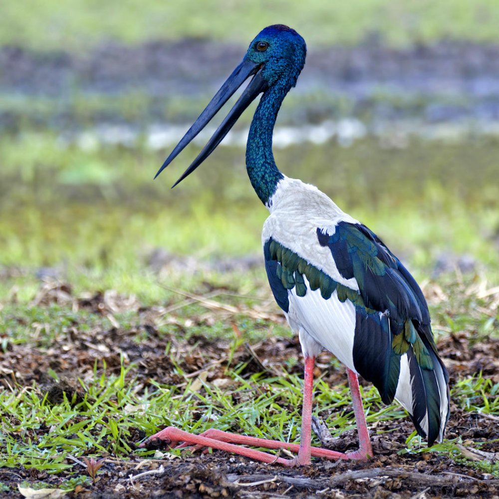 Fotografía Jabirú asiático (Blac-necked Stork) de Salvador Solé Soriano