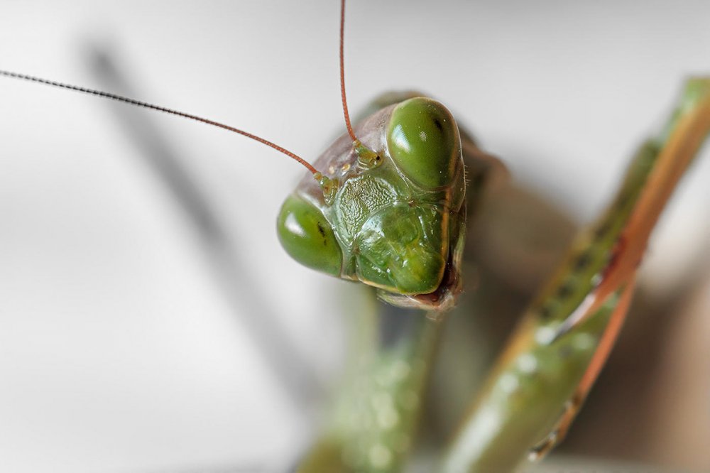 Fotografía Mantis de Miguel Angel Vázquez Márquez