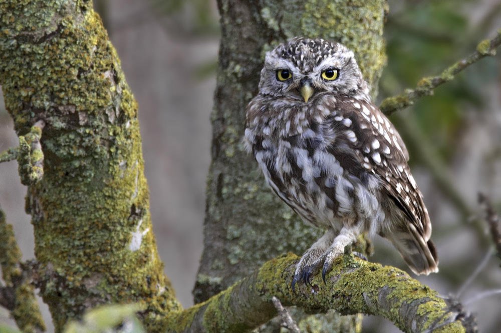 Mochuelo Europeo Little Owl De Salvador Sol Soriano Fotored es
