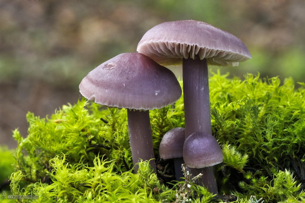 Fotografía Mycena pura de Lucas Gutierrez Jiménez