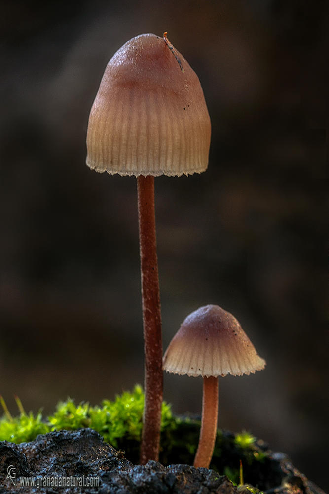 Fotografía Mycena sp. de Lucas Gutierrez Jiménez