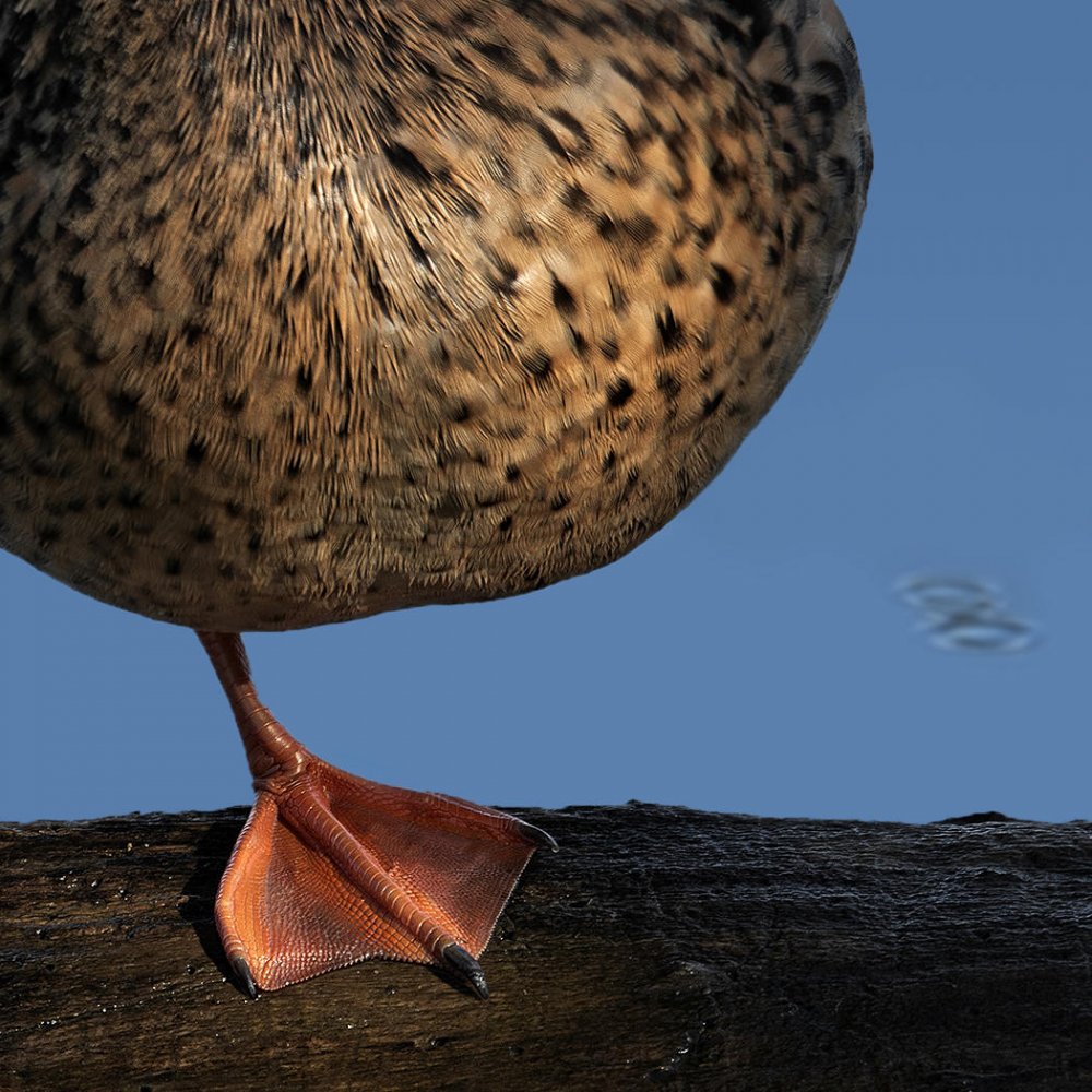 Fotografía Pata de pata de Salvador Solé Soriano