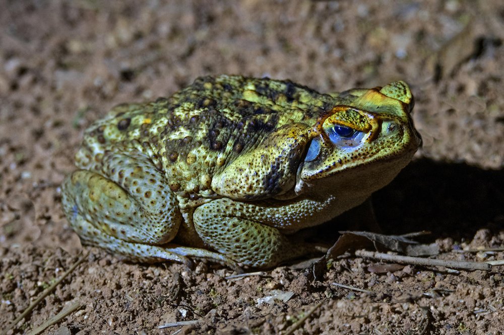 Fotografía Sapo enfadado cariazul de Salvador Solé Soriano