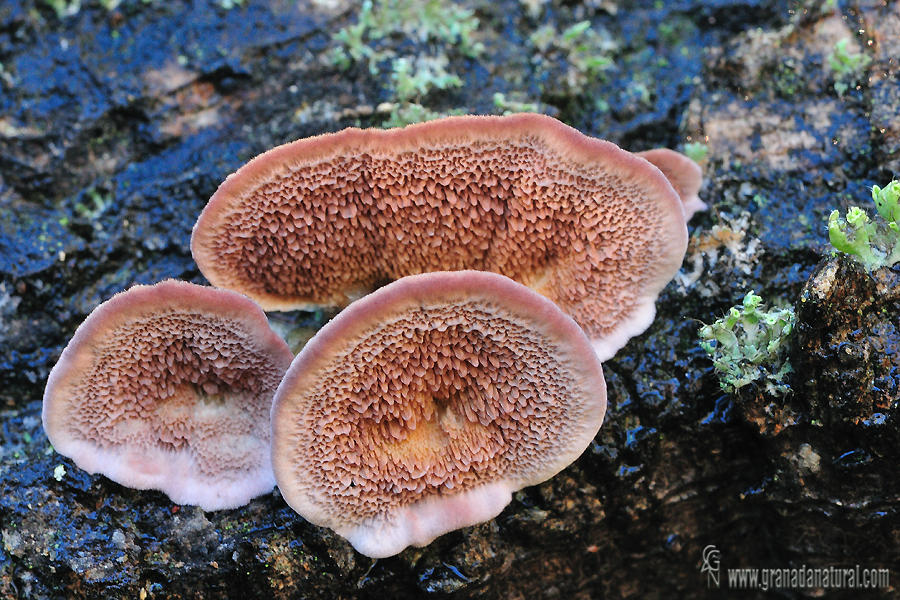 Fotografía Trichaptum biforme de Lucas Gutierrez Jiménez